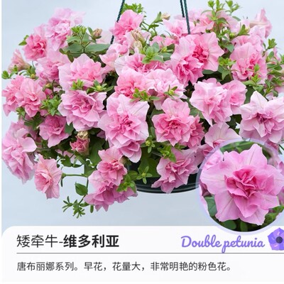 【维多利亚大盆】重瓣矮牵牛阳台垂吊植物