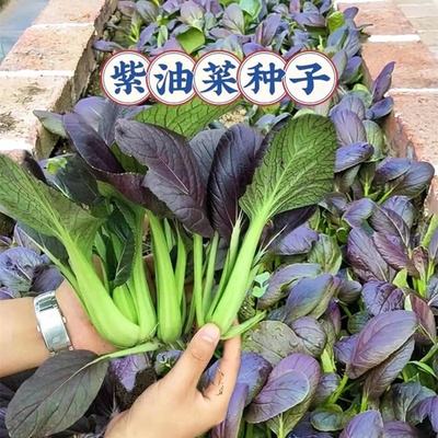 紫罗兰紫油菜种籽上海青抗寒抗热小油菜青梗菜耐寒新鲜蔬菜种子