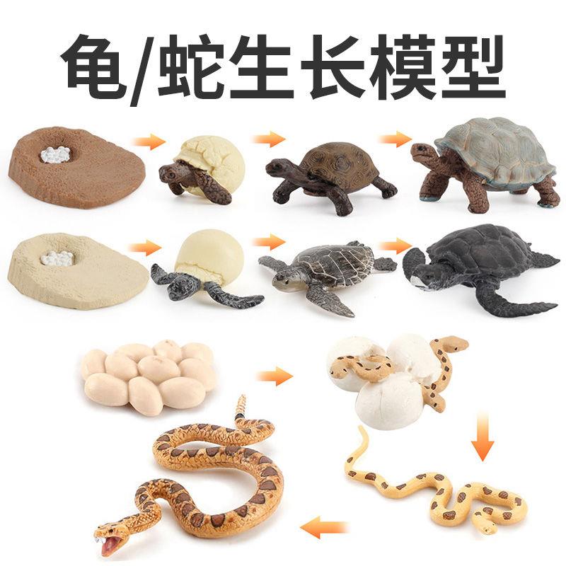 儿童科教课件仿真海洋生物海龟模型眼镜蛇蟒蛇生长周期蛋破壳摆件