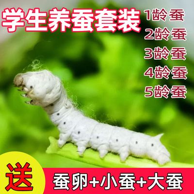 三年级养蚕老师推荐学生养蚕套装