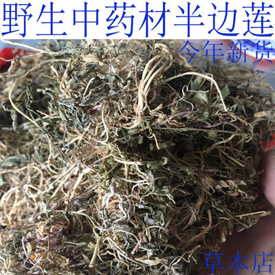 野生半边莲新鲜中药材