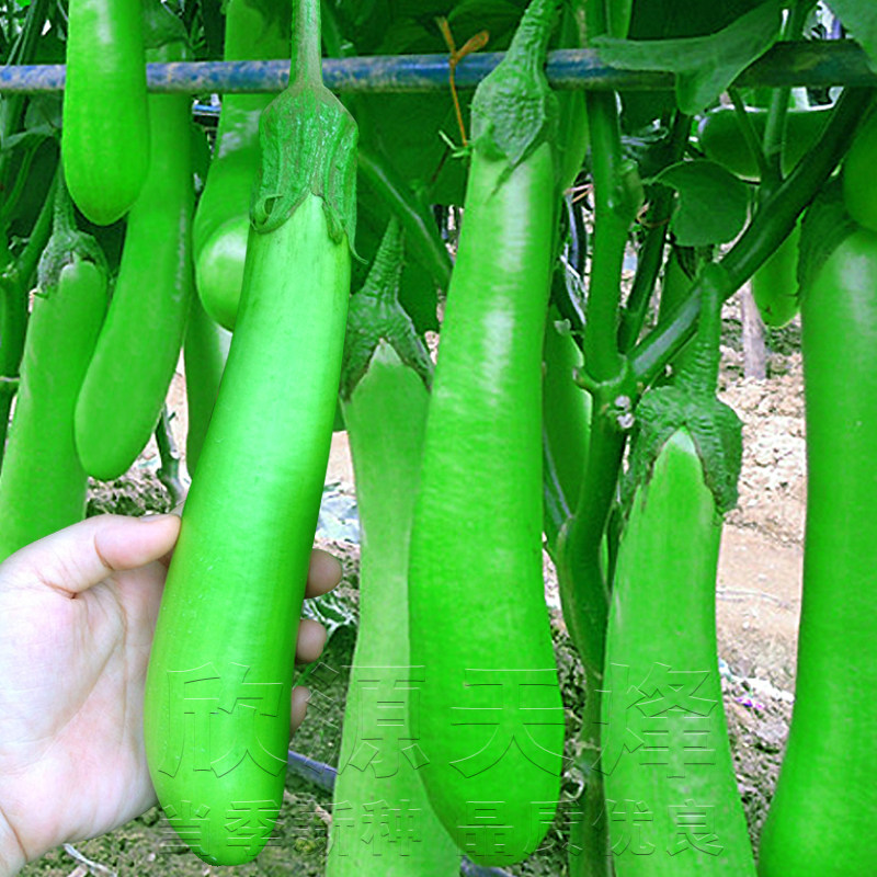 绿长茄种子苗四季水果青茄子种籽种苗耐寒春季秋季菜种子蔬菜种孑