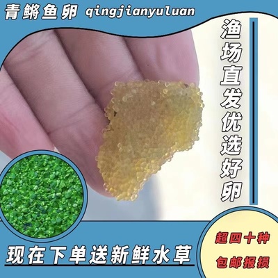 观背青鳉鱼卵150颗保底12品种混色青鳉便宜受精鱼卵小型观赏鱼