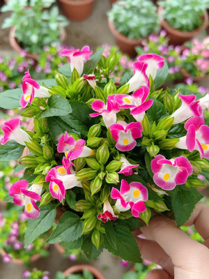 夏瑾宿根庭院阳台四季开花