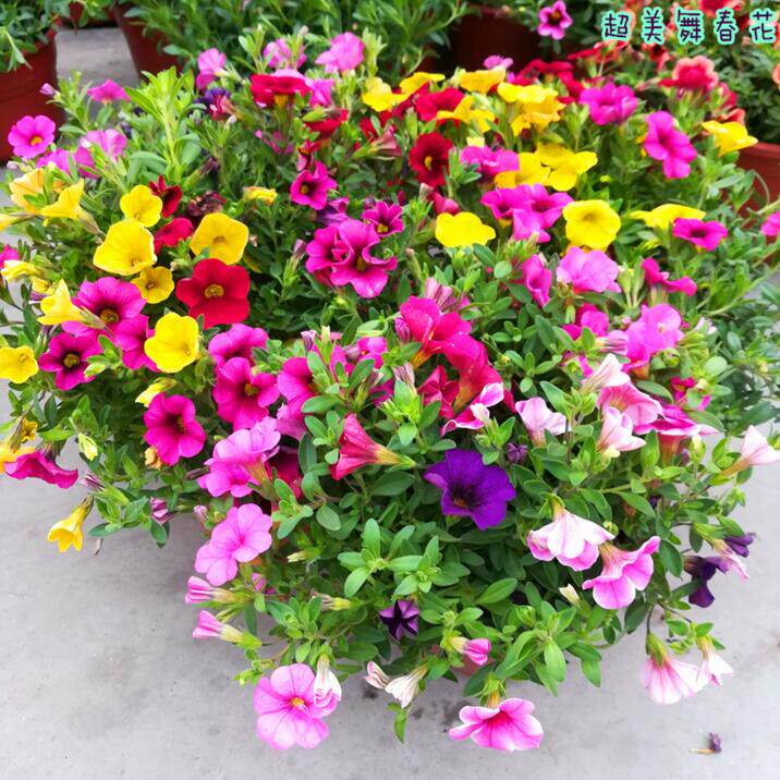四季舞春花百万小玲花苗盆栽花卉矮牵牛室外阳台庭院垂吊植物带花