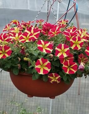 四季 百万小玲盆栽 舞春花 矮牵牛花苗 多年生草花 进口矮牛花