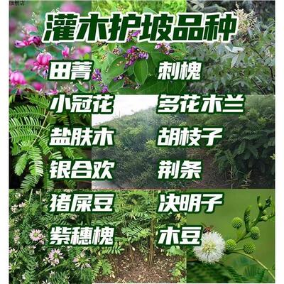 护坡灌木种子紫穗槐刺槐胡枝子猪屎豆银合欢田菁多花木兰木豆种籽