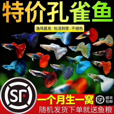 孔雀鱼活鱼观赏鱼纯种小型热带鱼