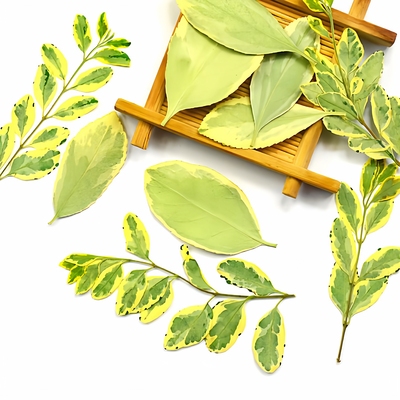 天然ins风金边叶树叶植物标本