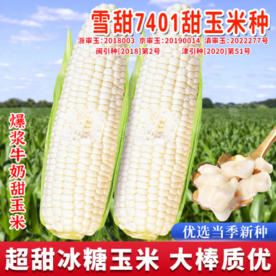 爆汁雪甜7401冰糖水果玉米种子鲜食玉米种籽春秋四季微玉甜玉米孑