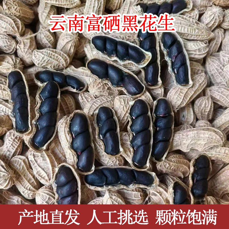 云南普洱黑花生新鲜带壳晾干农家富硒黑皮花生精品鲜货装产地直发