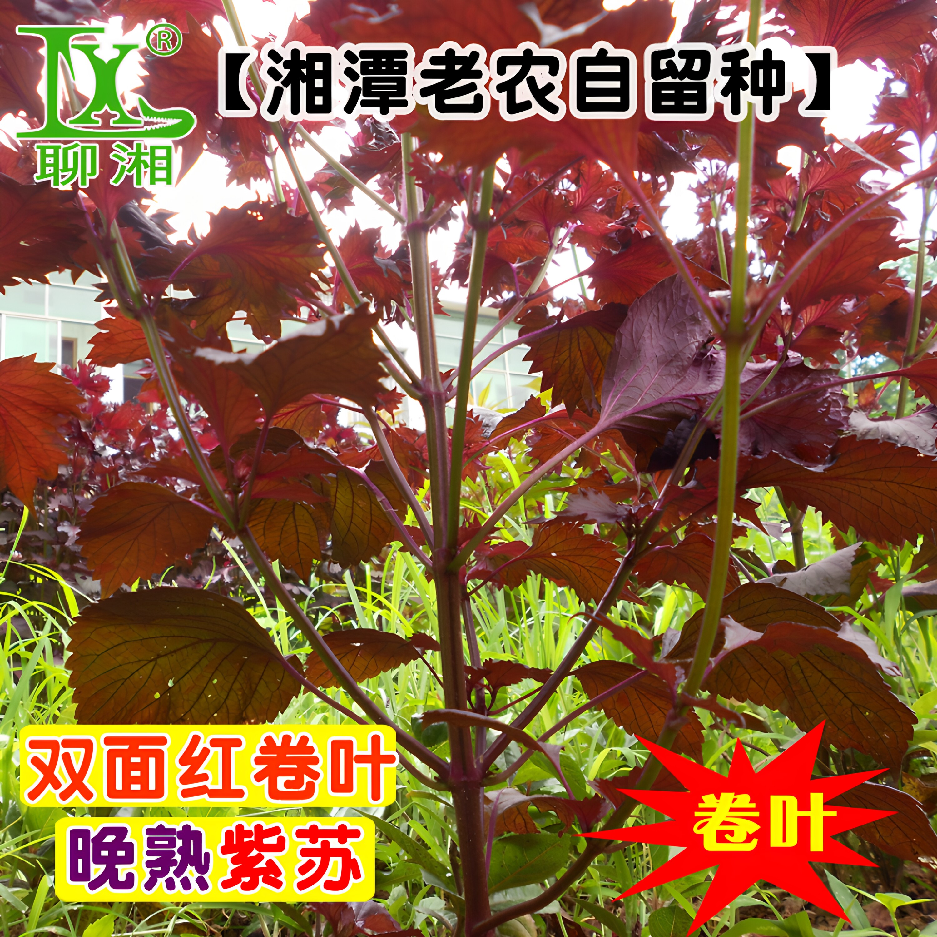 10棵可食用紫苏苗双面全紫湖南本地紫苏叶苗带土球易成活阳台种植