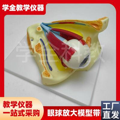眼球模型眼球与眼眶放大s模型解剖眼睛眼外肌模型结构造示教学医
