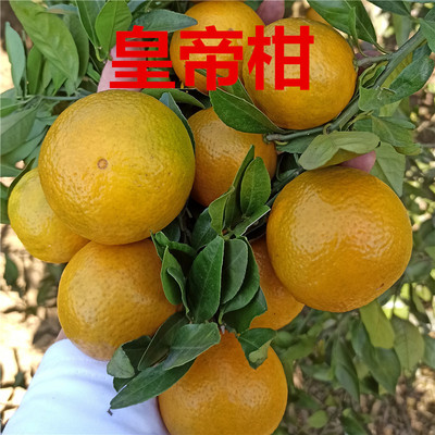 皇帝柑树苗 南方果树苗正宗嫁接苗纯甜无酸杂交新品种树苗