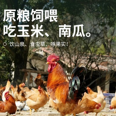 三只装公鸡纯粮土鸡散养6个月 童子鸡新鲜美味当天现杀林间放养