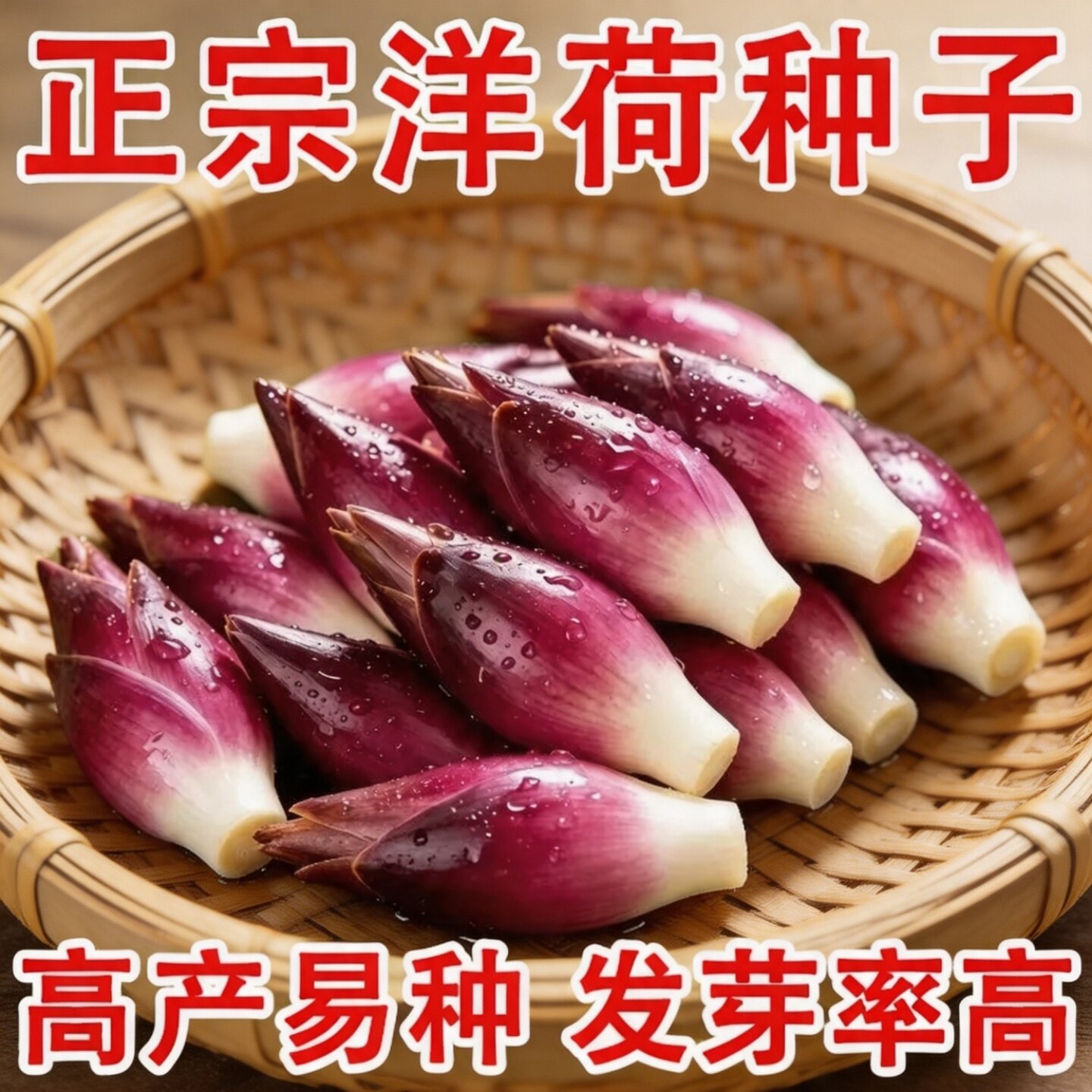 食用洋荷芽种子阳菏四季蔬菜洋荷种苗洋霍阳合洋姜荷洋河果树种子