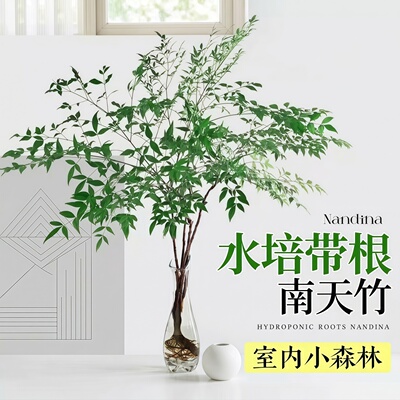 南天竹水培带根植物盆栽室内客厅摆件绿植火焰红马醉木吊钟好养活
