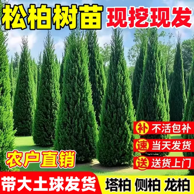 柏树树苗塔柏侧柏龙柏