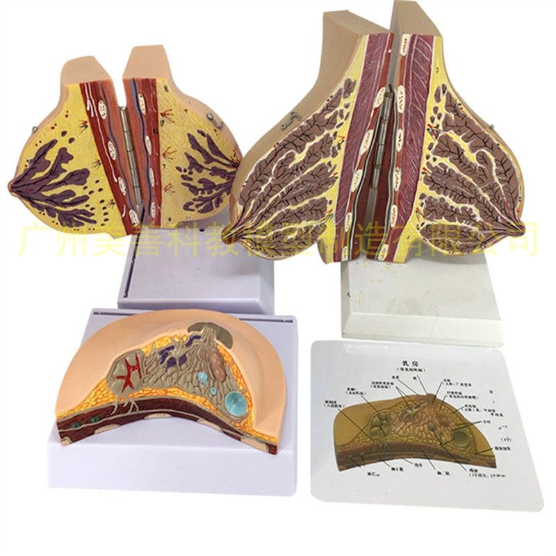 Female breastfeeding breast model breast anatomy breast model maternal ...