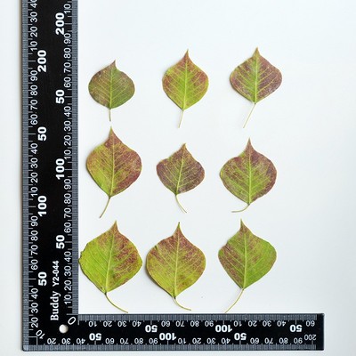 乌桕 干花压花植物标本干树叶手工贴画相框滴胶diy书签材料押XZ70