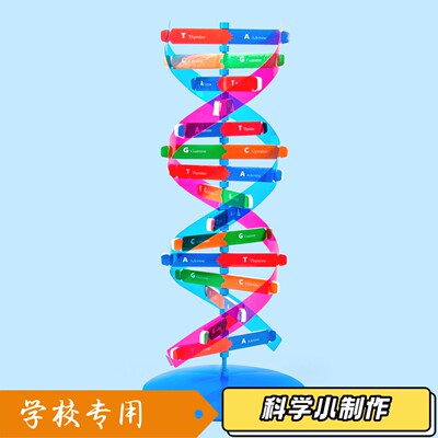 自制DNA双螺旋结构模型小学科学初中高中生物教学实验器材DNAS44