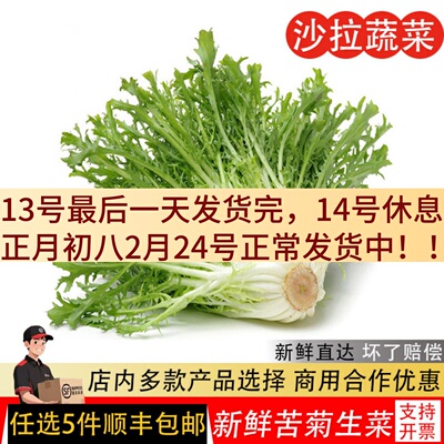 苦菊新鲜苦细叶苦叶生菜健身轻食