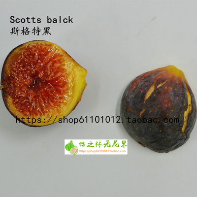 饴之林斯格特黑无花果营养钵树苗
