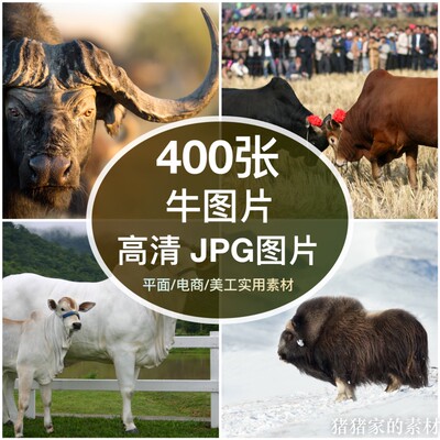 高清图库牛图片素材奶牛耕牛水牛黄牛牦牛斗牛群装饰绘画海报背景