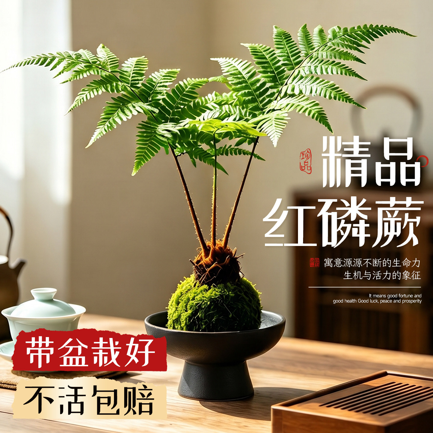 红磷蕨类植物盆栽苔藓球水培一叶蕨室内阳台桌面中式禅意盆景绿植