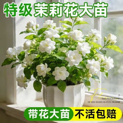 精品茉莉花盆栽浓香带花苞四季开