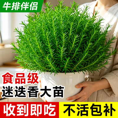 特级迷迭香大苗带盆栽好不活包赔