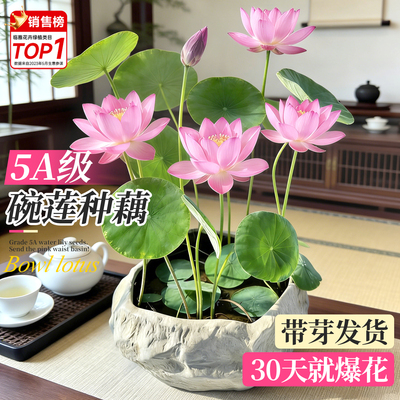 【5A特级碗莲藕种】带芽发包成活