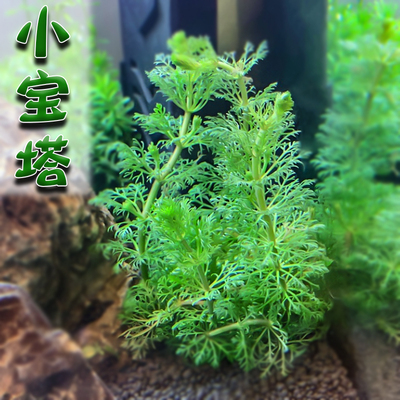 小宝塔淡水植物宫廷造景活体水草