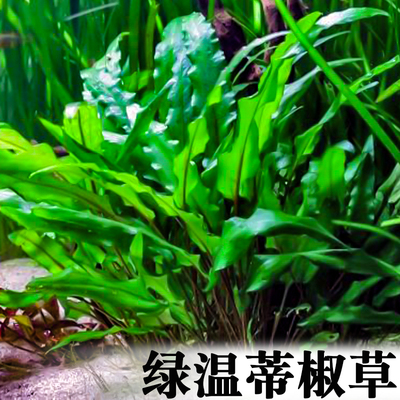 绿温蒂椒活体阴性水草植物鱼缸