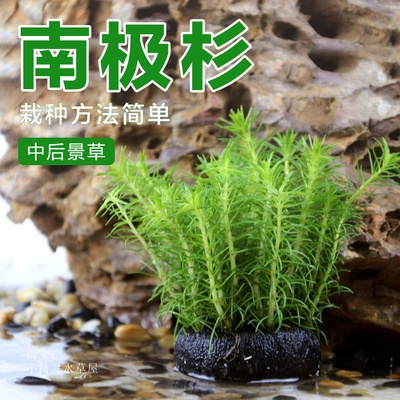 南极衫水草活体淡水植物鱼缸造景