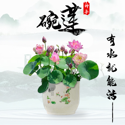 碗莲种子荷花植物水培水生