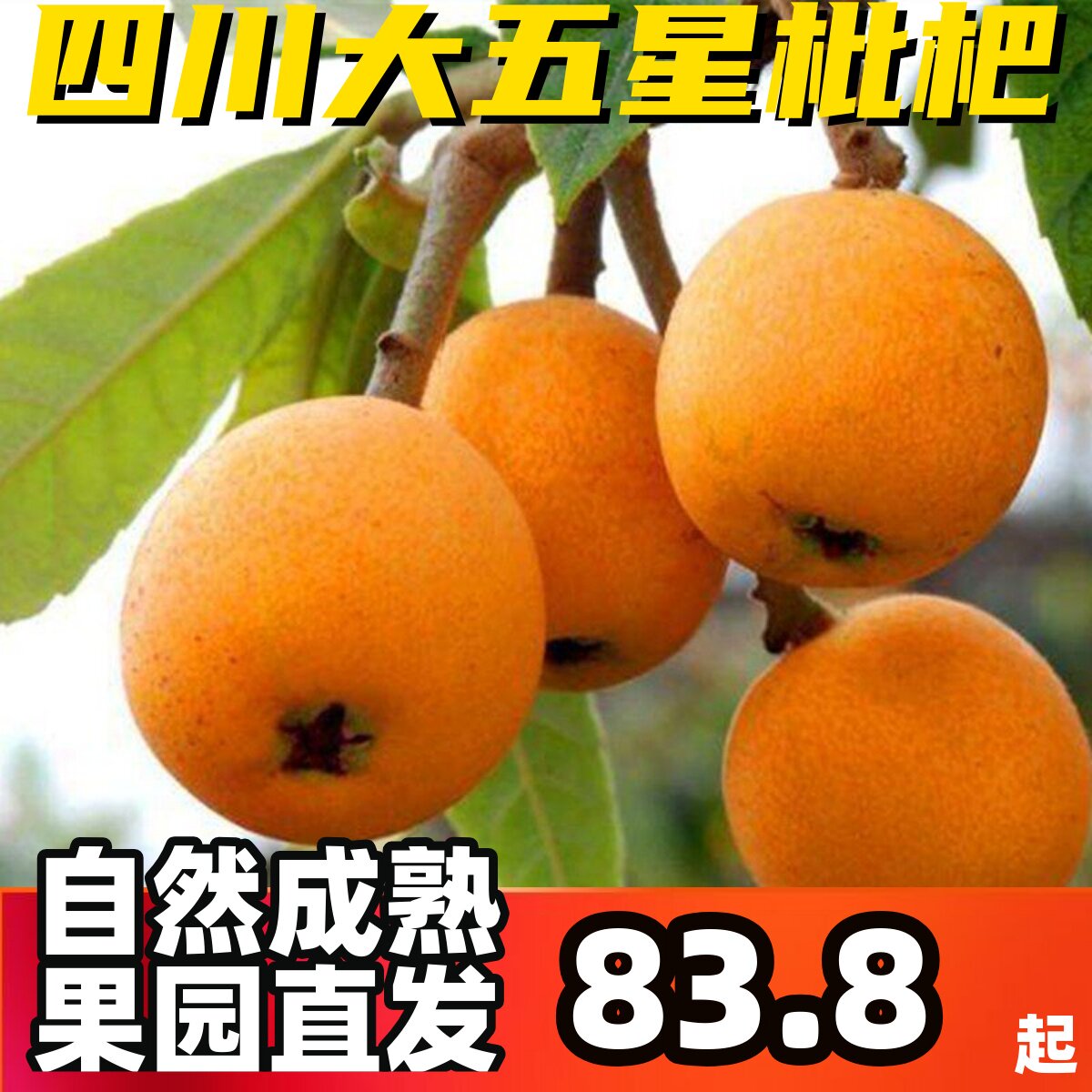 四川大五星枇杷新鲜孕妇水果高山甜琵琶自然熟果园直发
