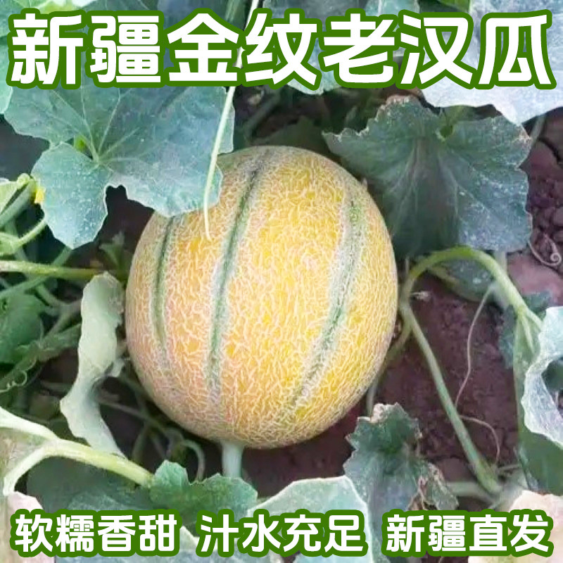 新疆金纹老汉瓜软糯香甜绵软多汁冰淇淋瓜新鲜采摘产地直发甜瓜