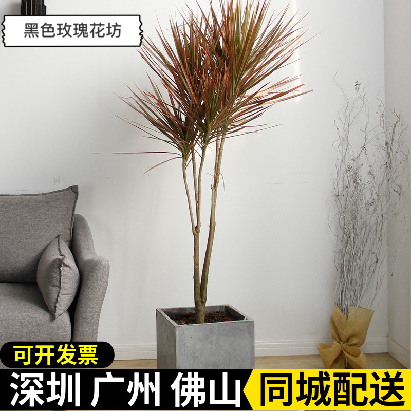 深圳 彩色千年木盆栽 办公室客厅净化空气吸甲醛大W型绿植龙血树