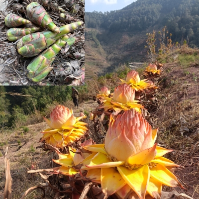 地涌红莲地涌金莲地涌紫莲云南大型绿植花卉盆栽矮粗型四季易活