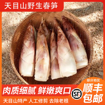 浙江天目山野生竹笋杭州特产新鲜现挖现发农家竹笋当季时令蔬菜