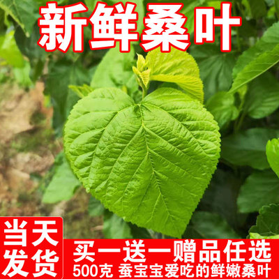 新鲜桑叶现摘蚁蚕食物包邮