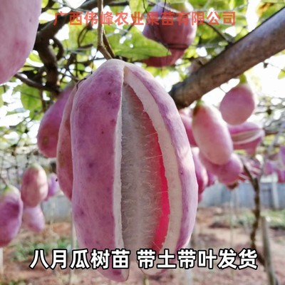 八月瓜果树苗带土带叶发货