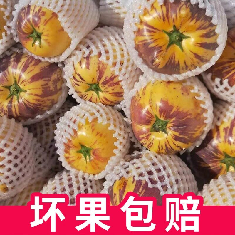 甘肃民勤人参果沙漠人参果新鲜现摘现发树上熟当季新鲜水果黄肉果