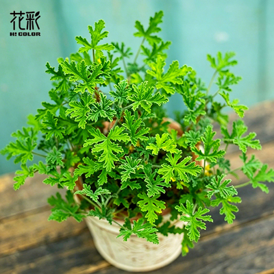 虹越驱蚊草天竺葵盆栽易养