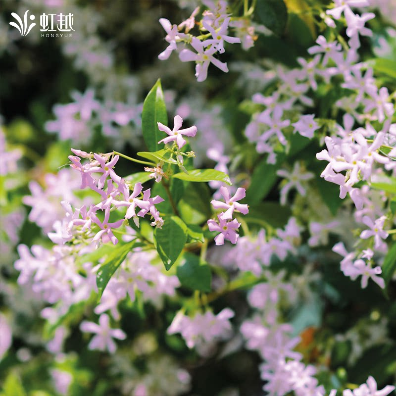 风车茉莉黄风车虹越白风车意大利络石藤香花园阳台常绿篱爬藤植物