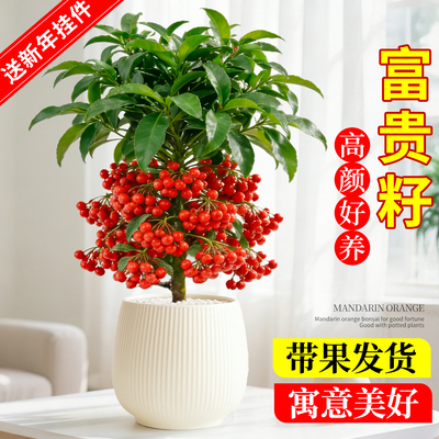 富贵籽盆栽带红果金玉满堂年宵花卉绿植办公室内桌面植物四季好养