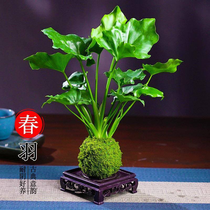 春羽水培植物苔藓球室内客厅办公室耐阴绿植桌面盆栽花卉四季好养