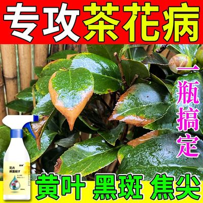 茶花病害专用杀菌剂营养液
