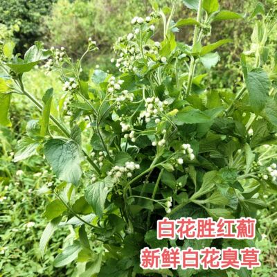 新鲜山区原生胜红蓟500克白花臭草 藿香蓟脓泡外用肿痛广东中草药